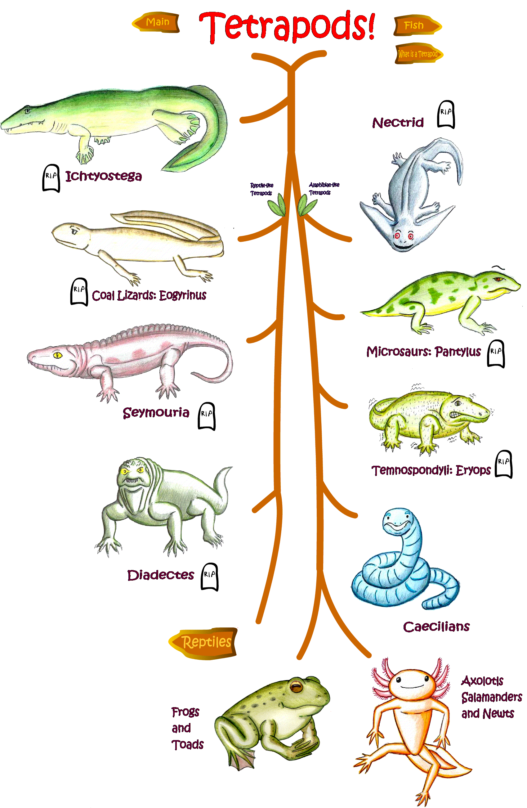 superclass tetrapoda