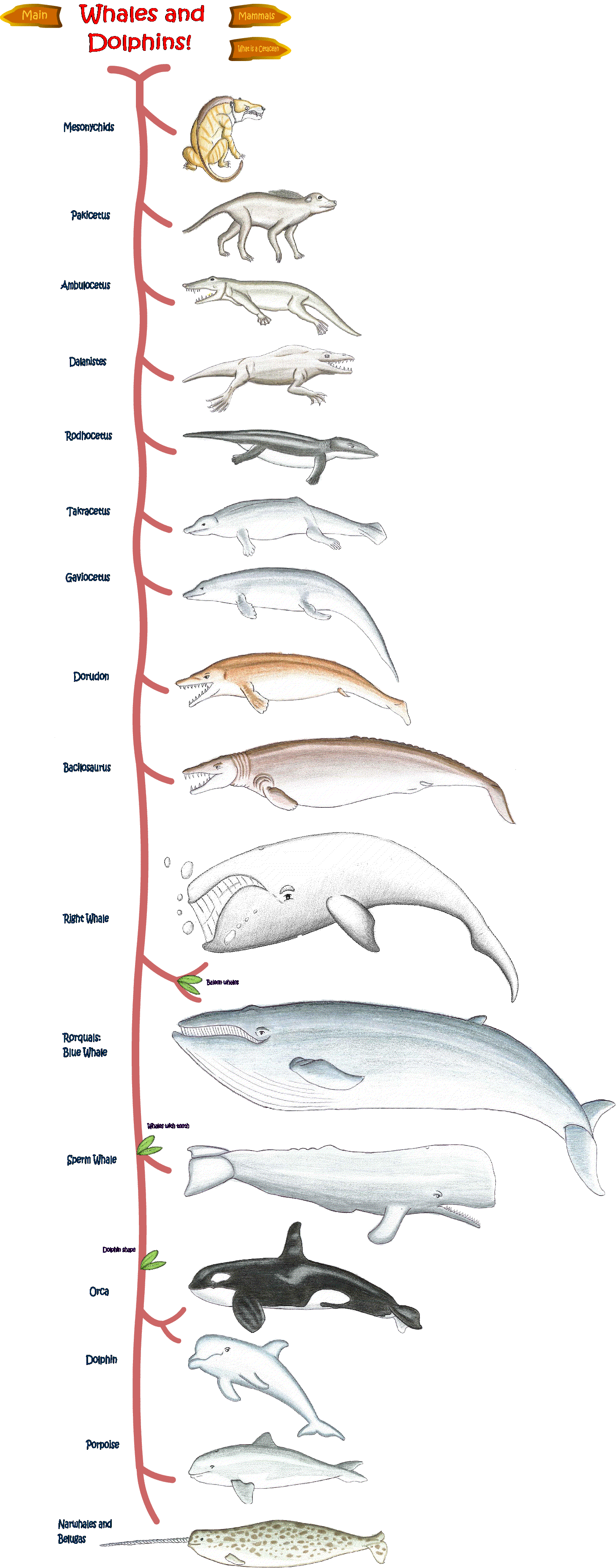 order cetacea